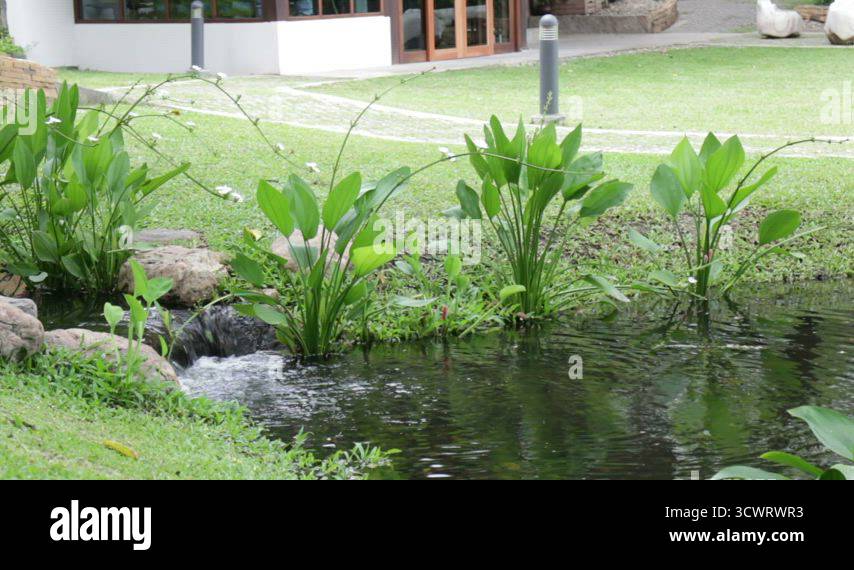 Plants stream in tropical resort Stock Videos & Footage - HD and 4K ...