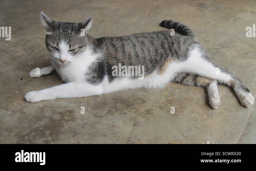 Feel cute Stock Videos & Footage - HD and 4K Video Clips - Alamy