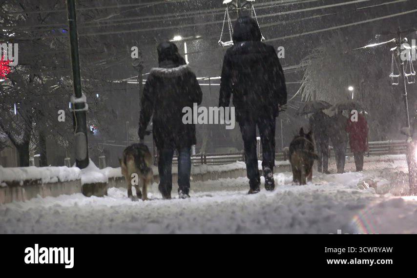 People with dogs walking down by alley during the snowfall in the city ...