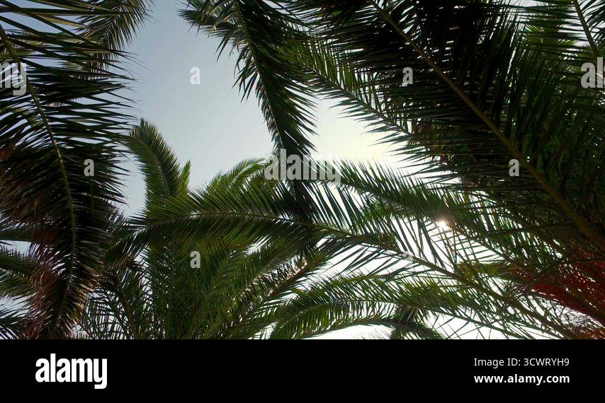 Walk pov under tropical forest of pine trees silhouettes with sun ...