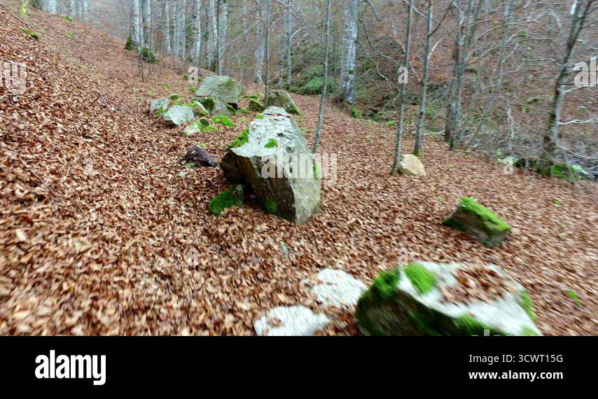 Personal perspective of lost person walking in the forest Stock Video ...