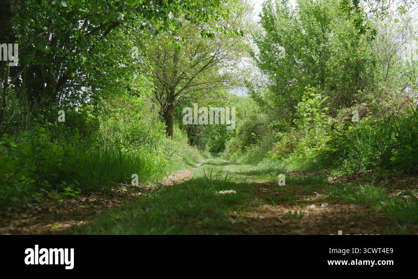 wind in the foliage, path in the countryside Stock Video Footage - Alamy