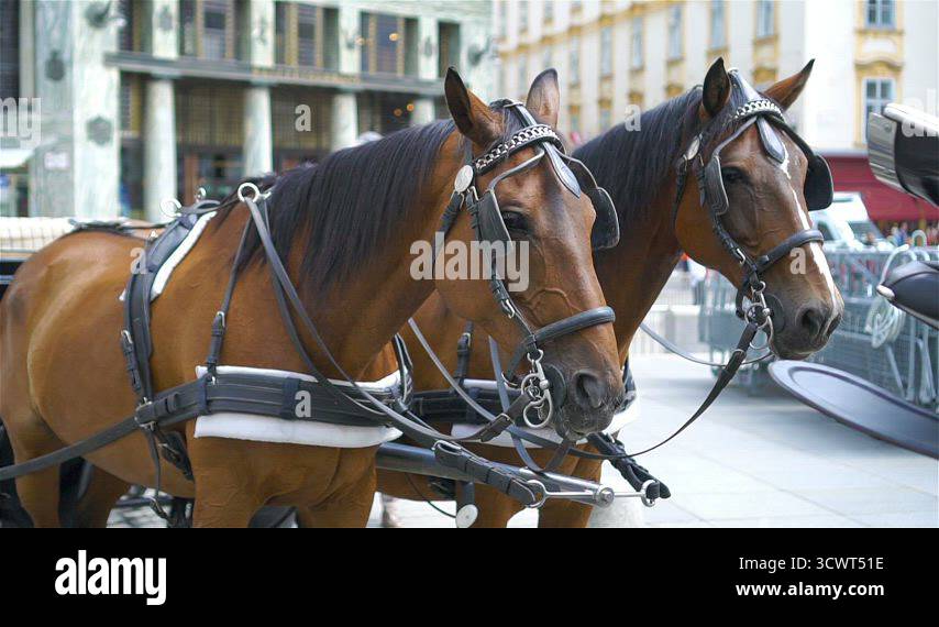 Traditional horse coach fiaker Stock Videos & Footage - HD and 4K Video ...