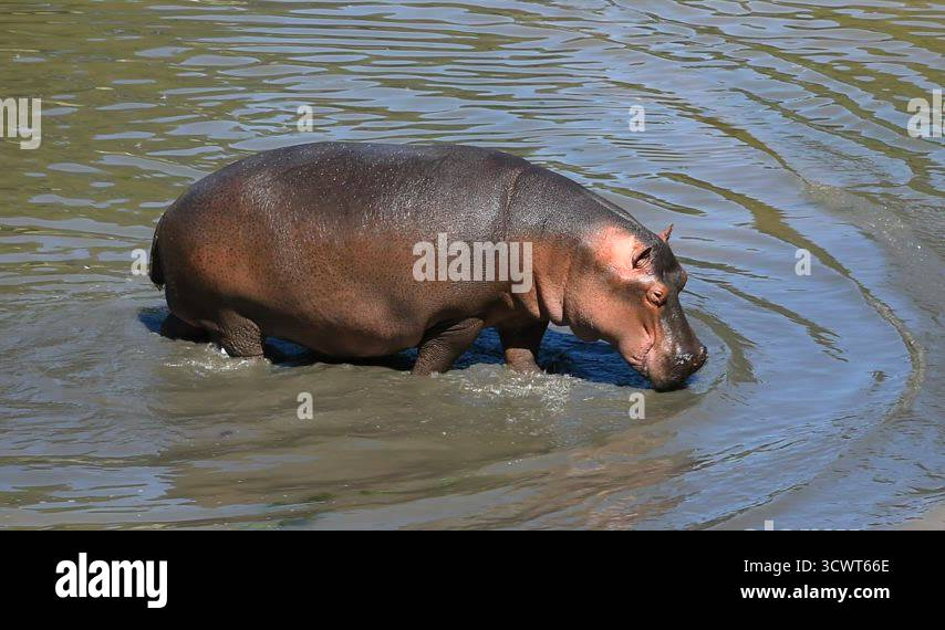 Close up one hippo walking getting out of water Stock Video Footage - Alamy