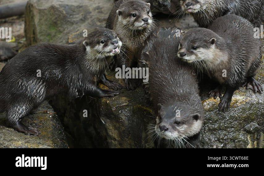 Several river otters run and scream on rocks Stock Video Footage - Alamy