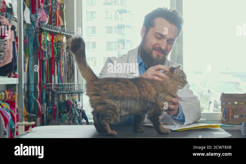 Cheerful male vet doctor petting cute cat at his clinic Stock Video ...