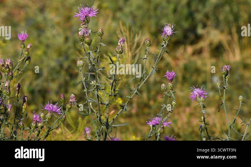 Pink thistle flowers in the wind tremble in the wind Stock Video ...