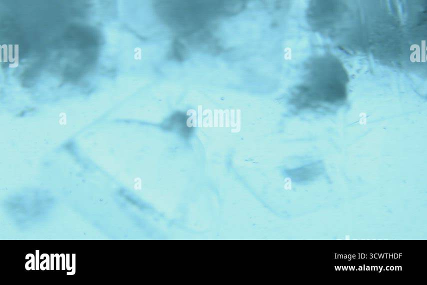 Clear ice cubes float in blue water close up Stock Video Footage - Alamy