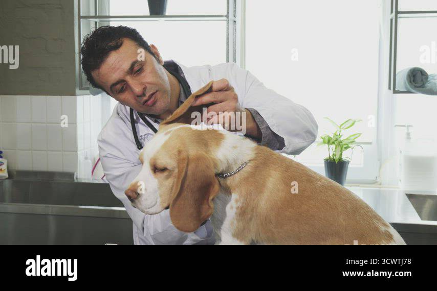 Male vet examining cute Stock Videos & Footage - HD and 4K Video Clips ...
