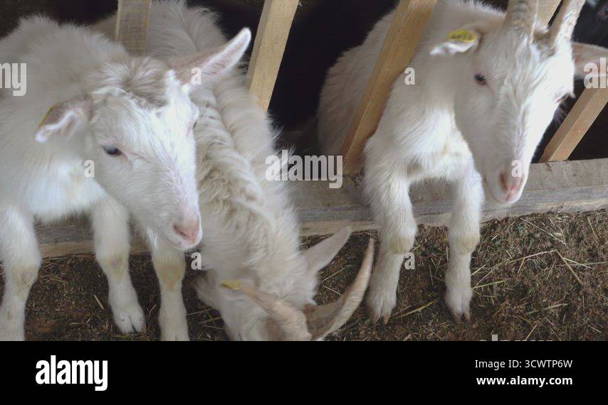 Goats farm animals interesting Stock Videos & Footage - HD and 4K Video ...