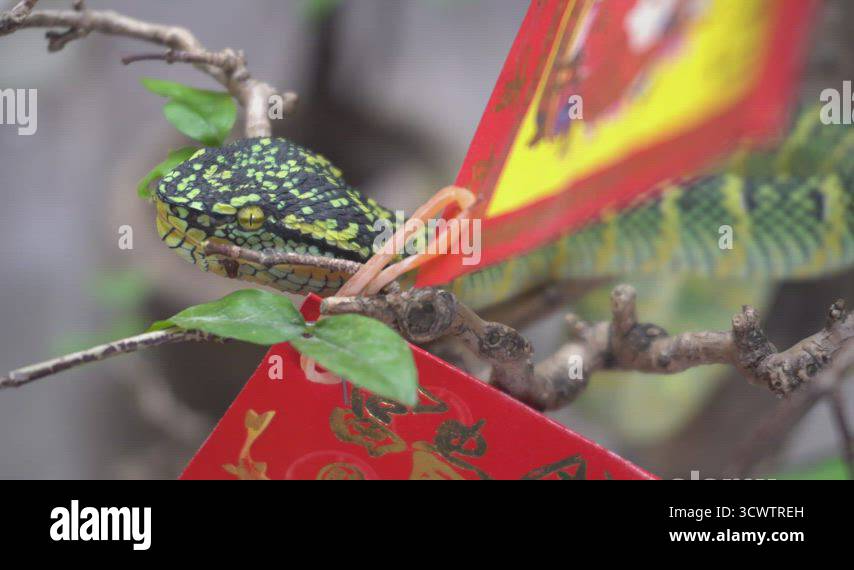 Green snake rest at the branch beside red envelope at snake temple ...