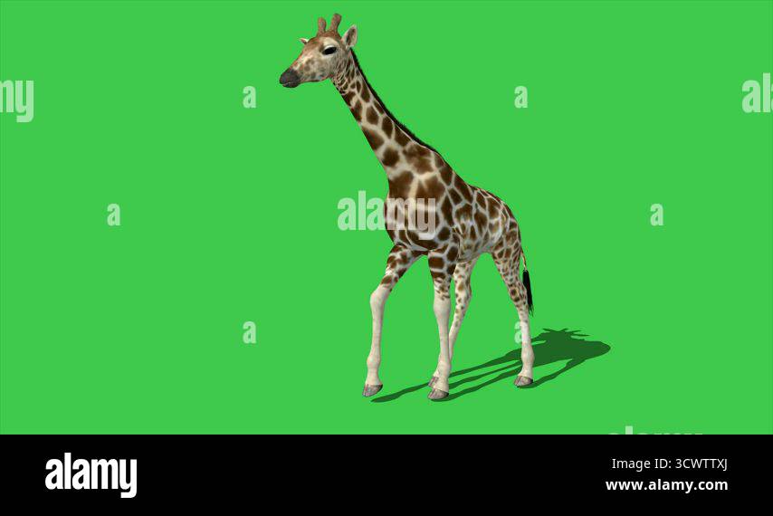 4K animation Giraffe walking on green screen Stock Video Footage - Alamy