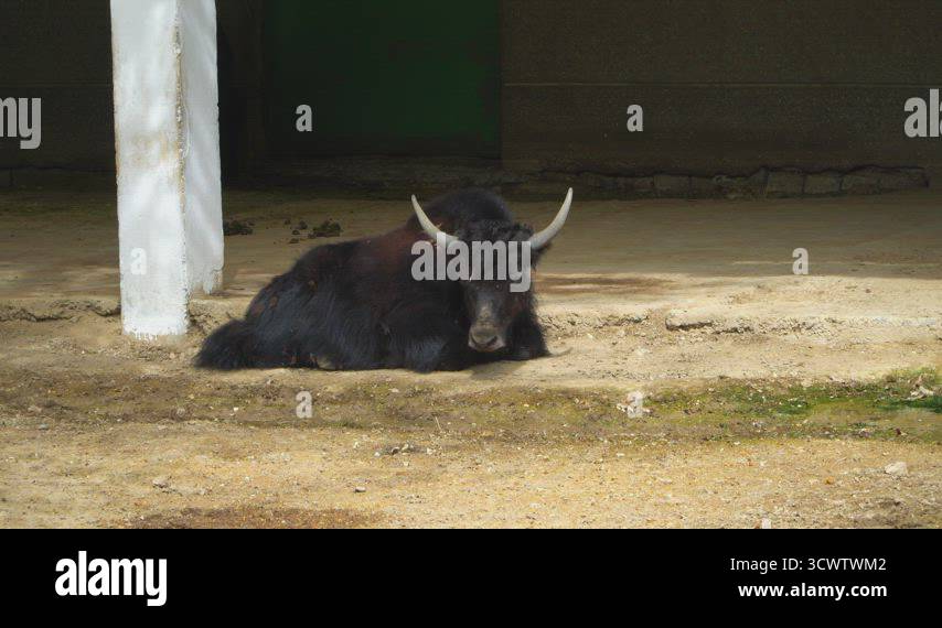 Yak life Stock Videos & Footage - HD and 4K Video Clips - Alamy