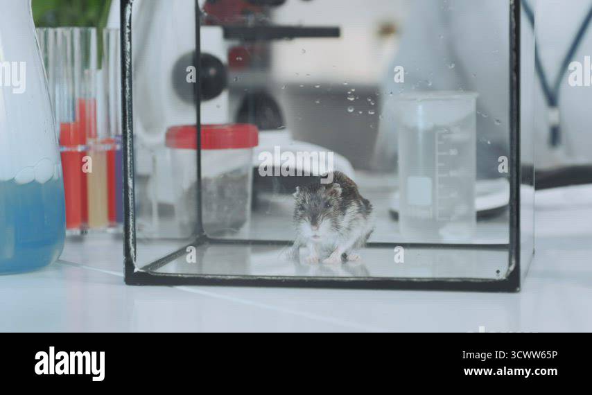 Science mouse test experiment Stock Videos & Footage - HD and 4K Video ...