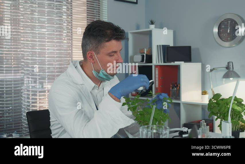 Research scientist observing plant under magnifying glass and after ...