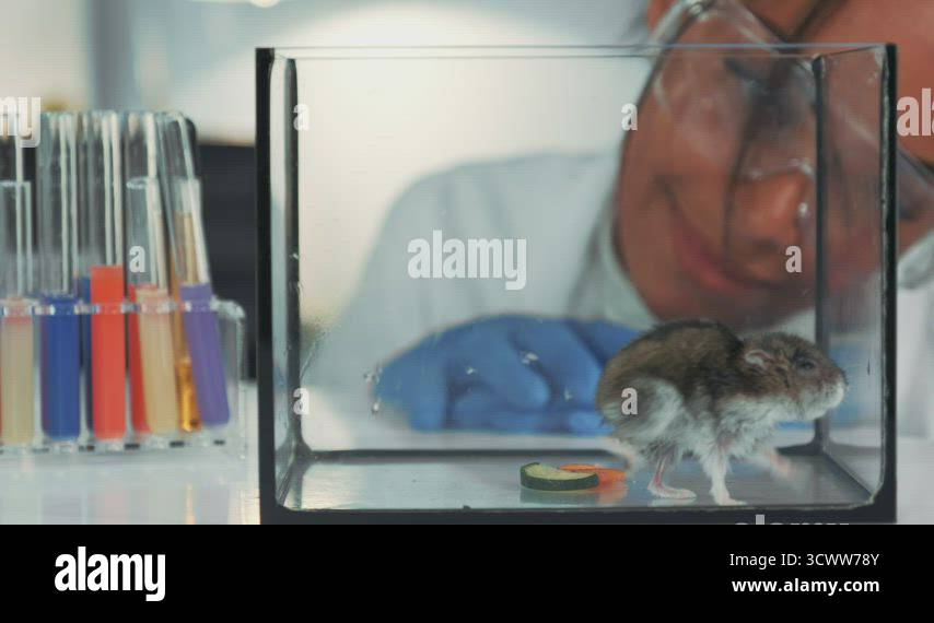 In modern laboratory black chemistry doctor in safety glasses looking ...