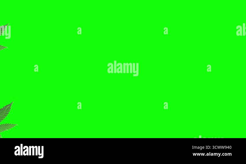 animation of Marijuana Leaf on green screen Stock Video Footage - Alamy