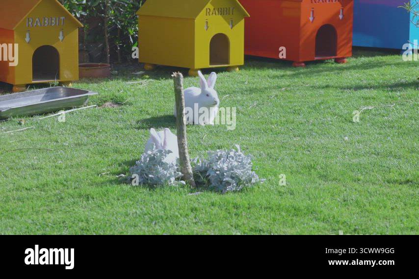 Two white rabbits eat grass Stock Video Footage - Alamy