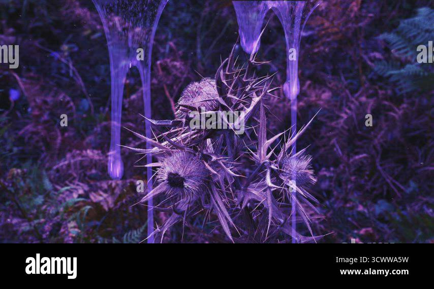 Scary Flower Thorn In A Forest, In The Dark. Horror Scene Stock Video ...