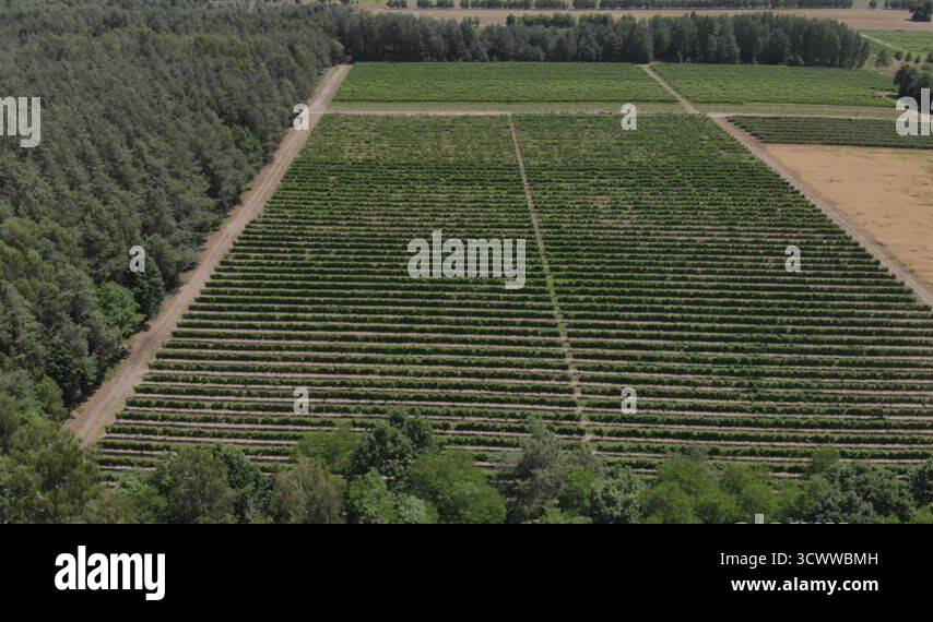 Vineyards landscape Stock Videos & Footage - HD and 4K Video Clips - Alamy