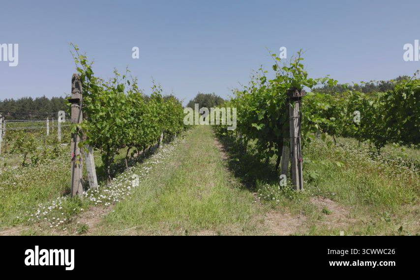 A steady shot of vineyard rows during a hot, dry and very bright ...