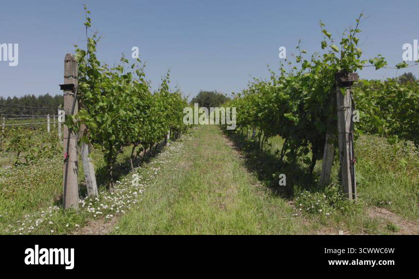 A steady shot of vineyard rows during a hot, dry and very bright ...