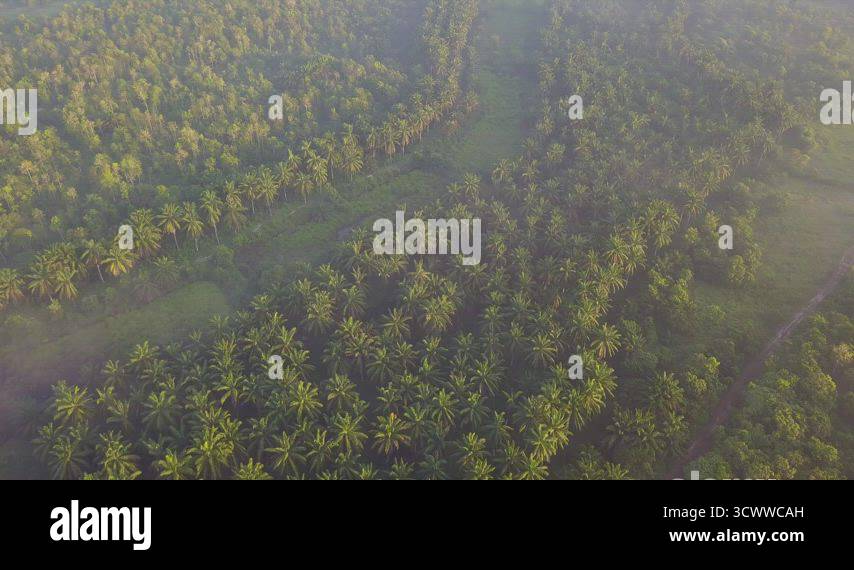 Sun light diffuse at the oil palm plantation near Kulim, Kedah ...