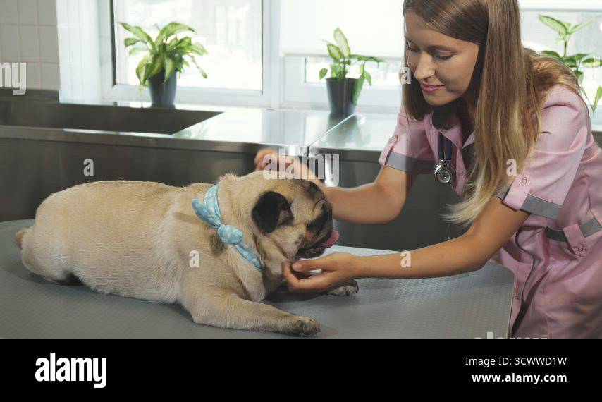 The vet is checking up the pug dog Stock Video Footage - Alamy