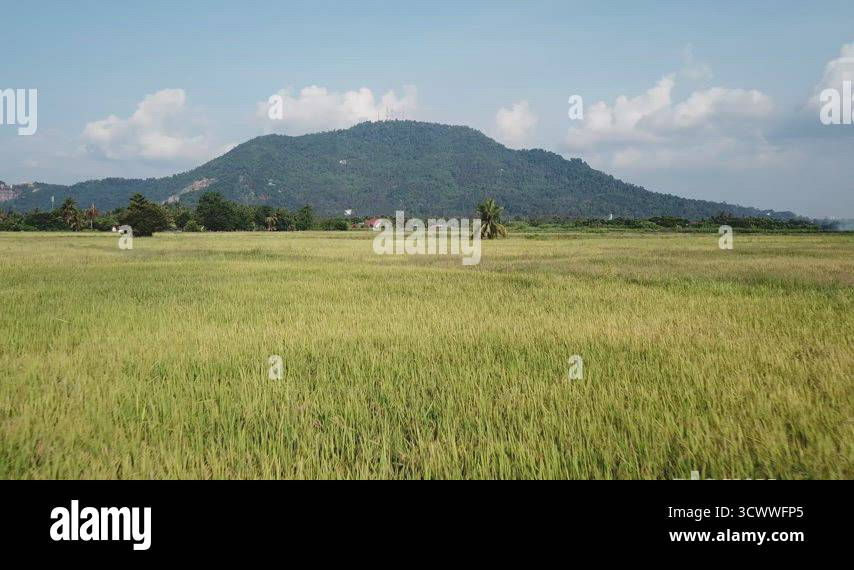 Fly through rice paddy field Stock Videos & Footage - HD and 4K Video ...