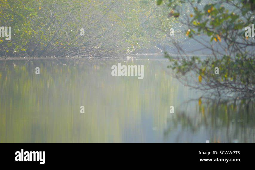 Sunlight in mangrove forest Stock Videos & Footage - HD and 4K Video ...