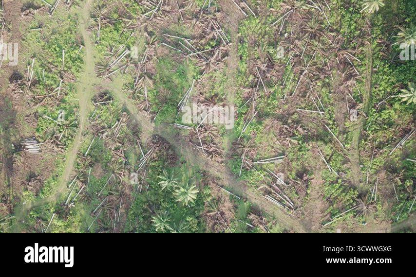 Dead palm tree in plantation Stock Videos & Footage - HD and 4K Video ...