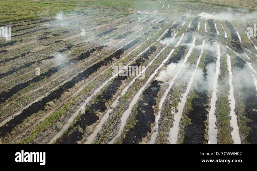 Open fire burning dry paddy field Stock Video Footage - Alamy