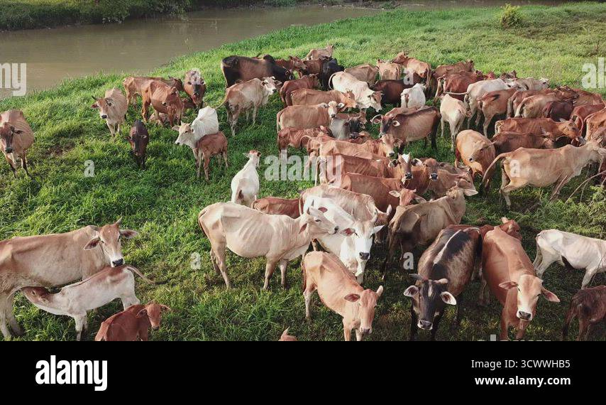 Cows stay together at Malaysia Stock Video Footage - Alamy