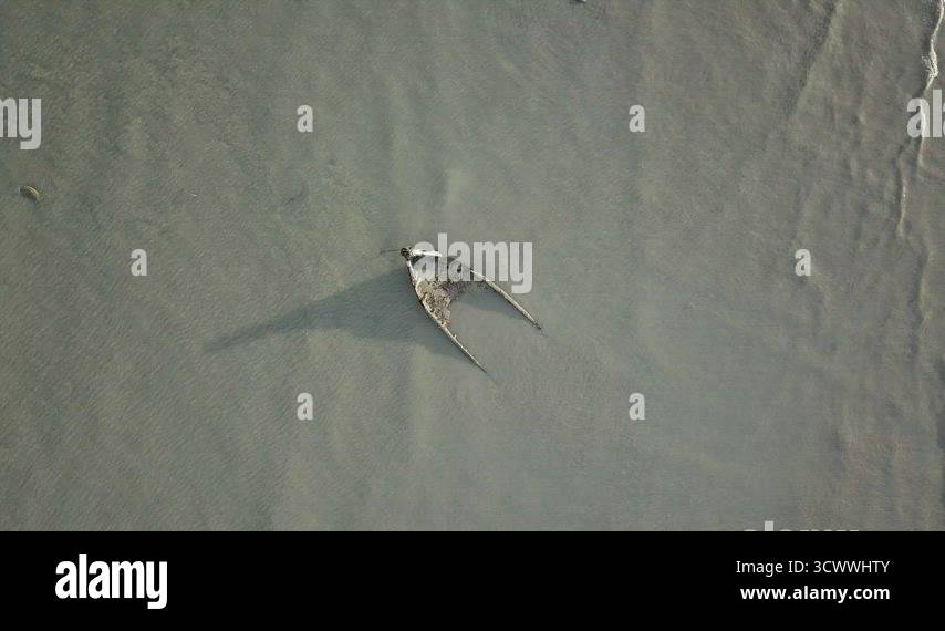 Aerial view sink boat Stock Videos & Footage - HD and 4K Video Clips ...