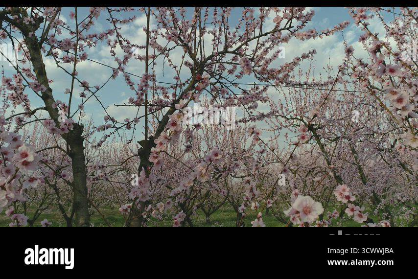 orchard of bloomed peach trees in spring Stock Video Footage - Alamy