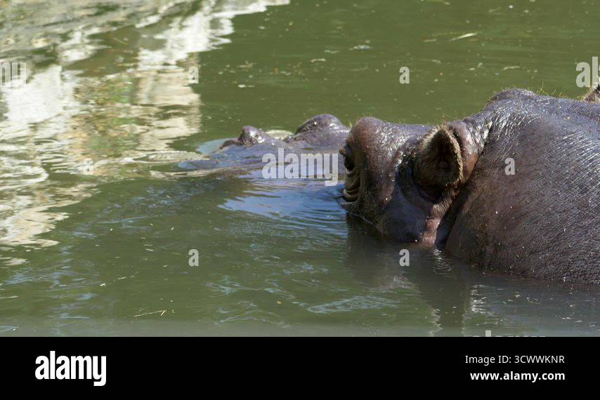 Looking big hippo hippopotamus Stock Videos & Footage - HD and 4K Video ...