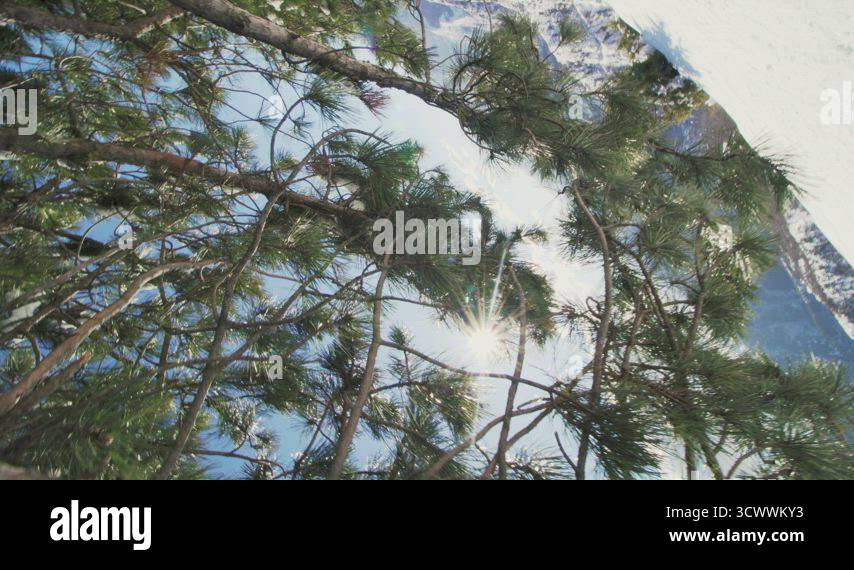 vortex movement trough a pine tree branches Stock Video Footage - Alamy