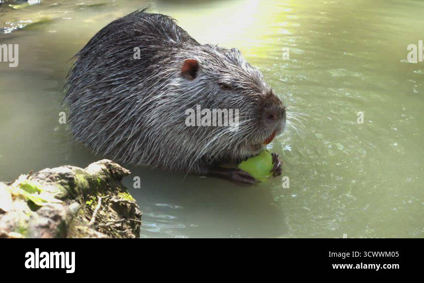 Female beaver Stock Videos & Footage - HD and 4K Video Clips - Alamy