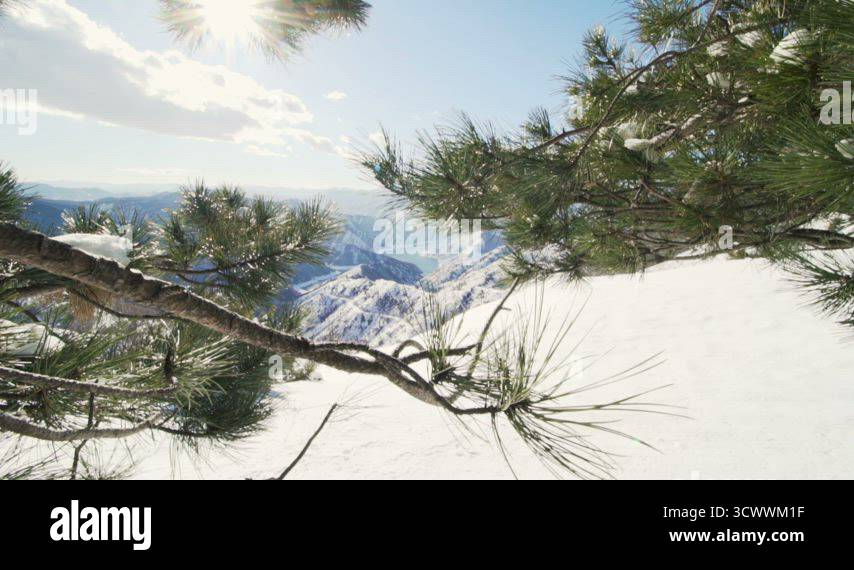 View winter landscape trough pine Stock Videos & Footage - HD and 4K ...