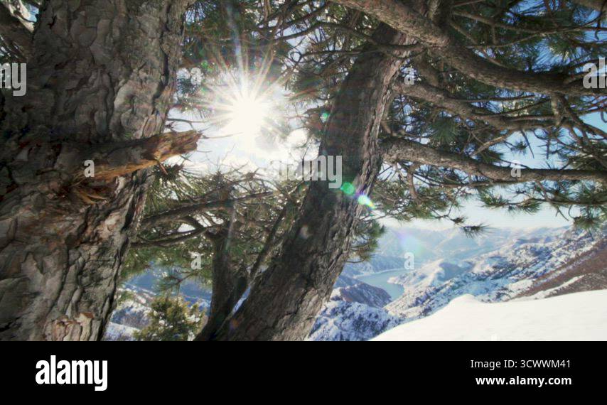 Moving up next pine tree Stock Videos & Footage - HD and 4K Video Clips ...