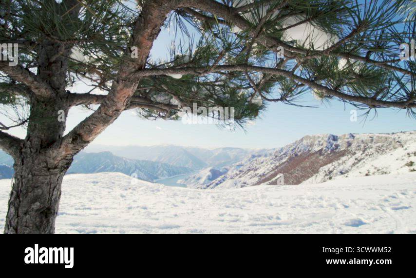 moving left to right under a pine tree with a winter landscape view ...