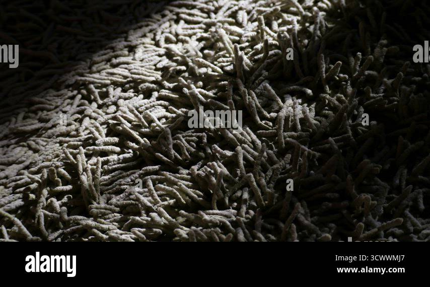 4k Long Pile Carpet Texture Close Up Stock Video Footage - Alamy
