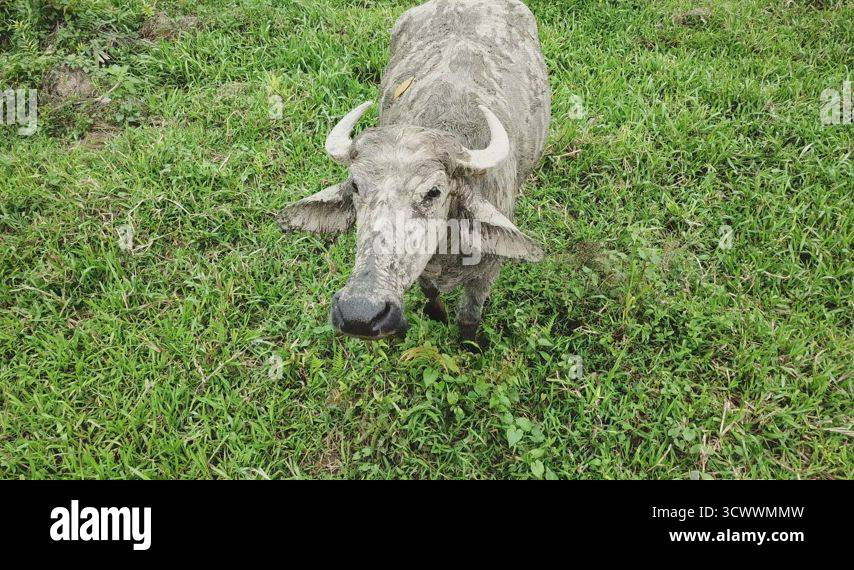 High angle a buffalo look at camera at Penang Stock Video Footage - Alamy