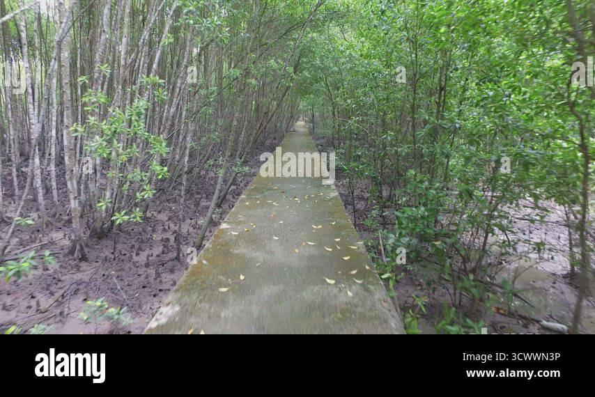 Move path mangrove tree forest Stock Videos & Footage - HD and 4K Video ...