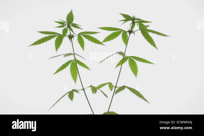 Marijuana plant on white background with wind, female sample Stock ...