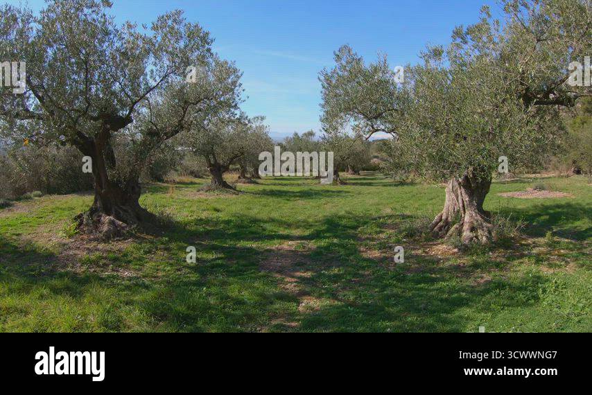 Typical mediterranean cypress trees Stock Videos & Footage - HD and 4K ...