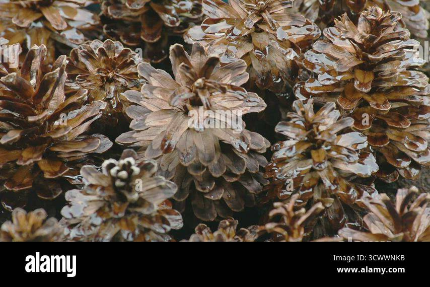 Dried pine cones on the ground and the water from the shower falling ...