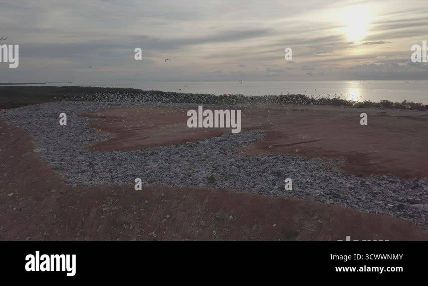 Aerial view thousand of egrets birds fly at landfill site during sun ...