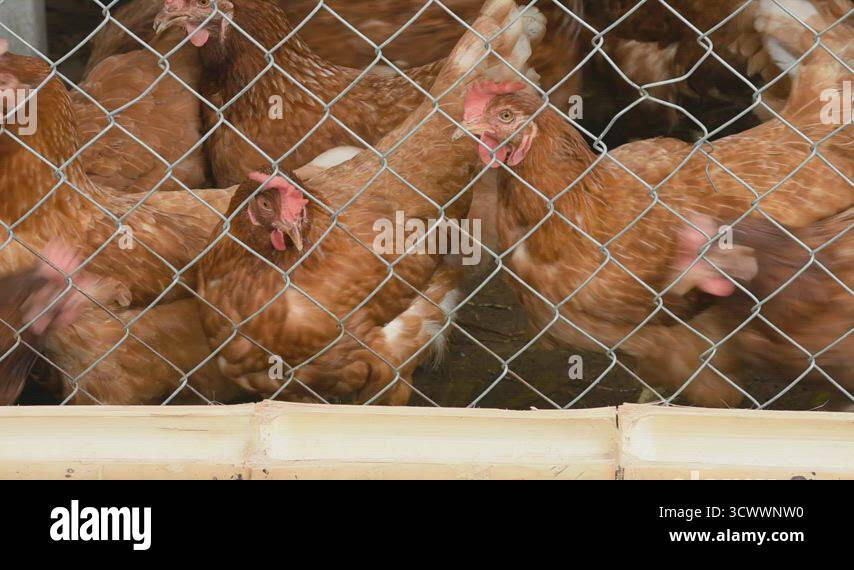 Layer chickens Stock Videos & Footage - HD and 4K Video Clips - Alamy