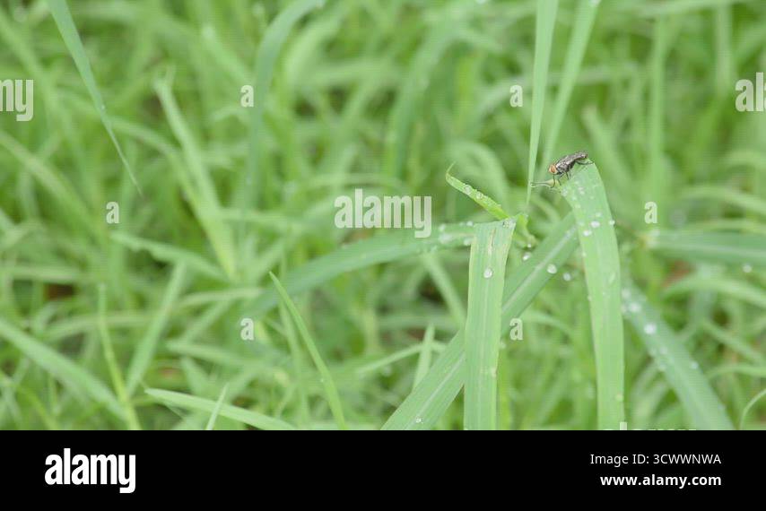 The flies on the grass with water droplets of rain Stock Video Footage ...